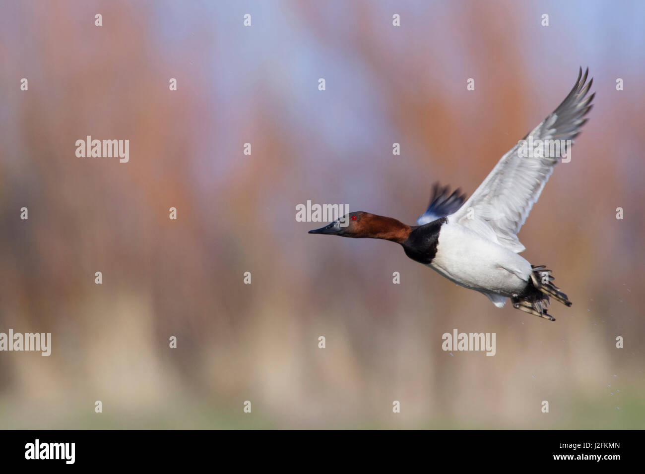 Canvasback duck flying hi-res stock photography and images - Alamy