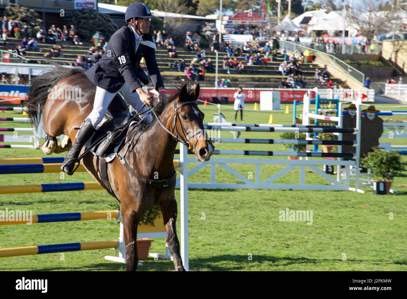 Claremont,WA,Australia-September 25,2016:Chestnut Brown horse with ...