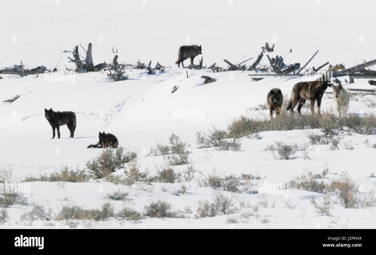 Lamar valley wolves hi-res stock photography and images - Alamy