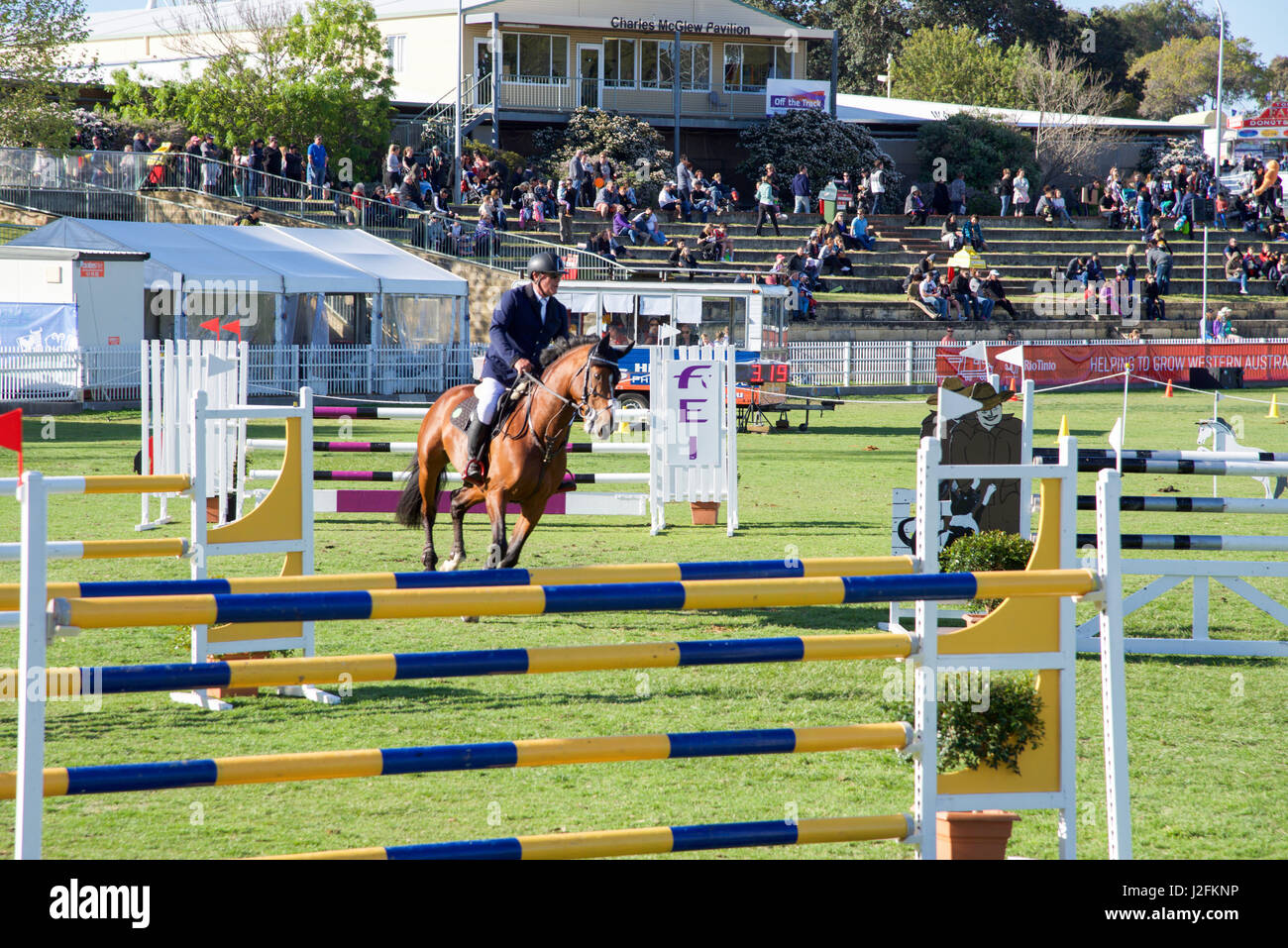 Claremont,WA,Australia-September 25,2016:Chestnut Brown horse with ...