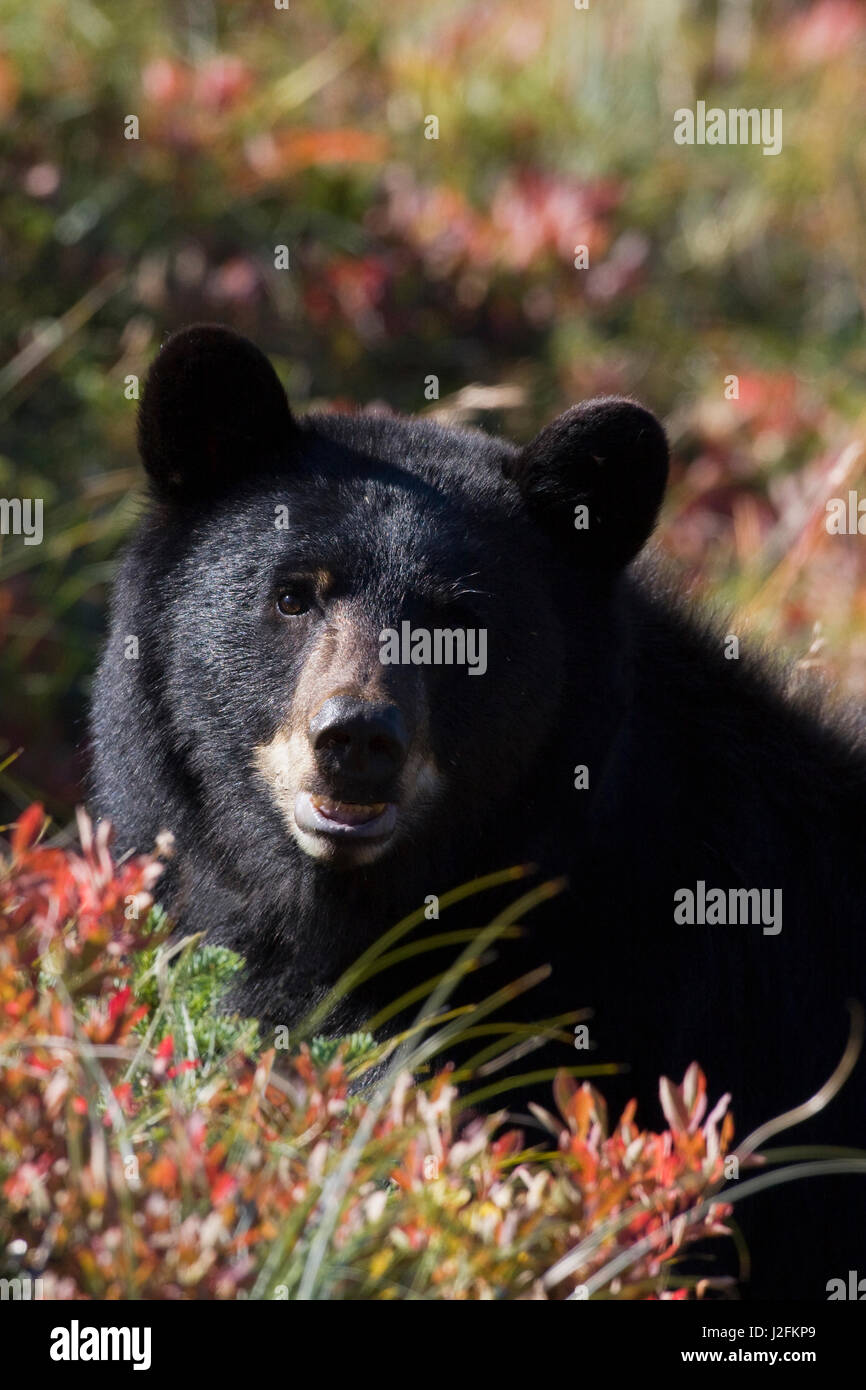 Black Bear, early autumn Stock Photo - Alamy