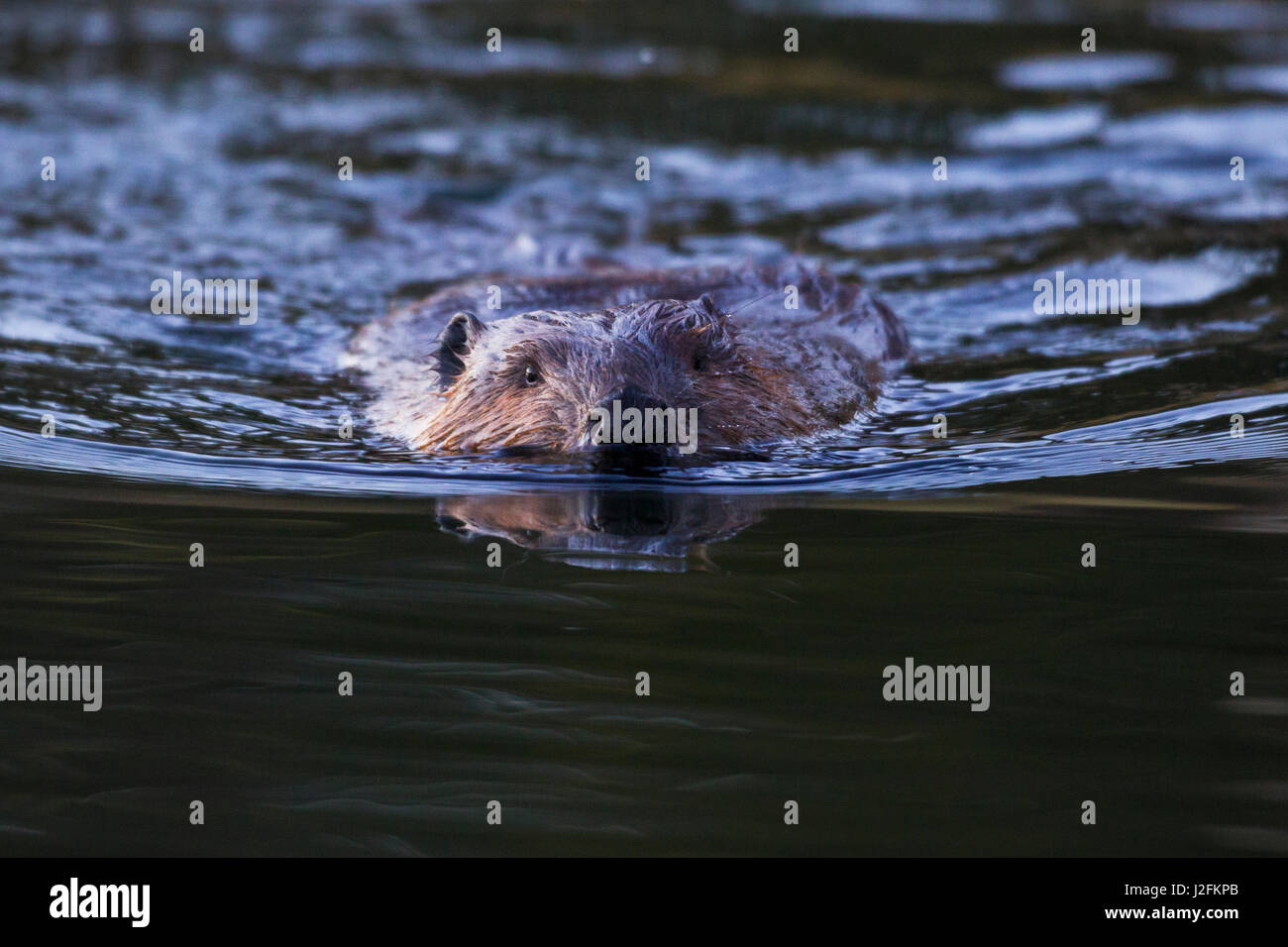 Beaver swimming in pond Stock Photo - Alamy
