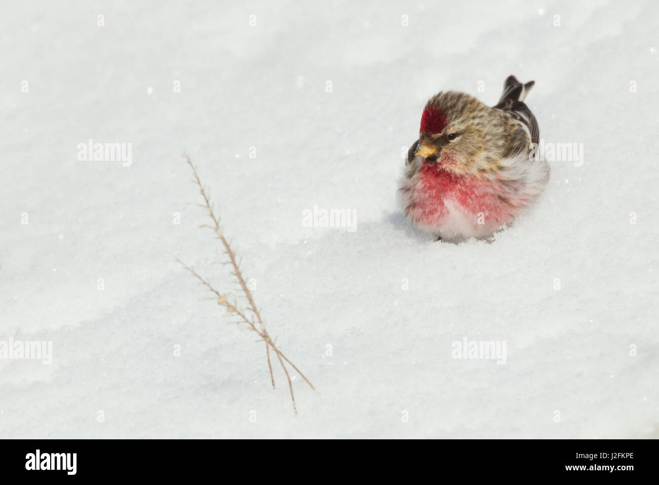 Redpole hi-res stock photography and images - Alamy