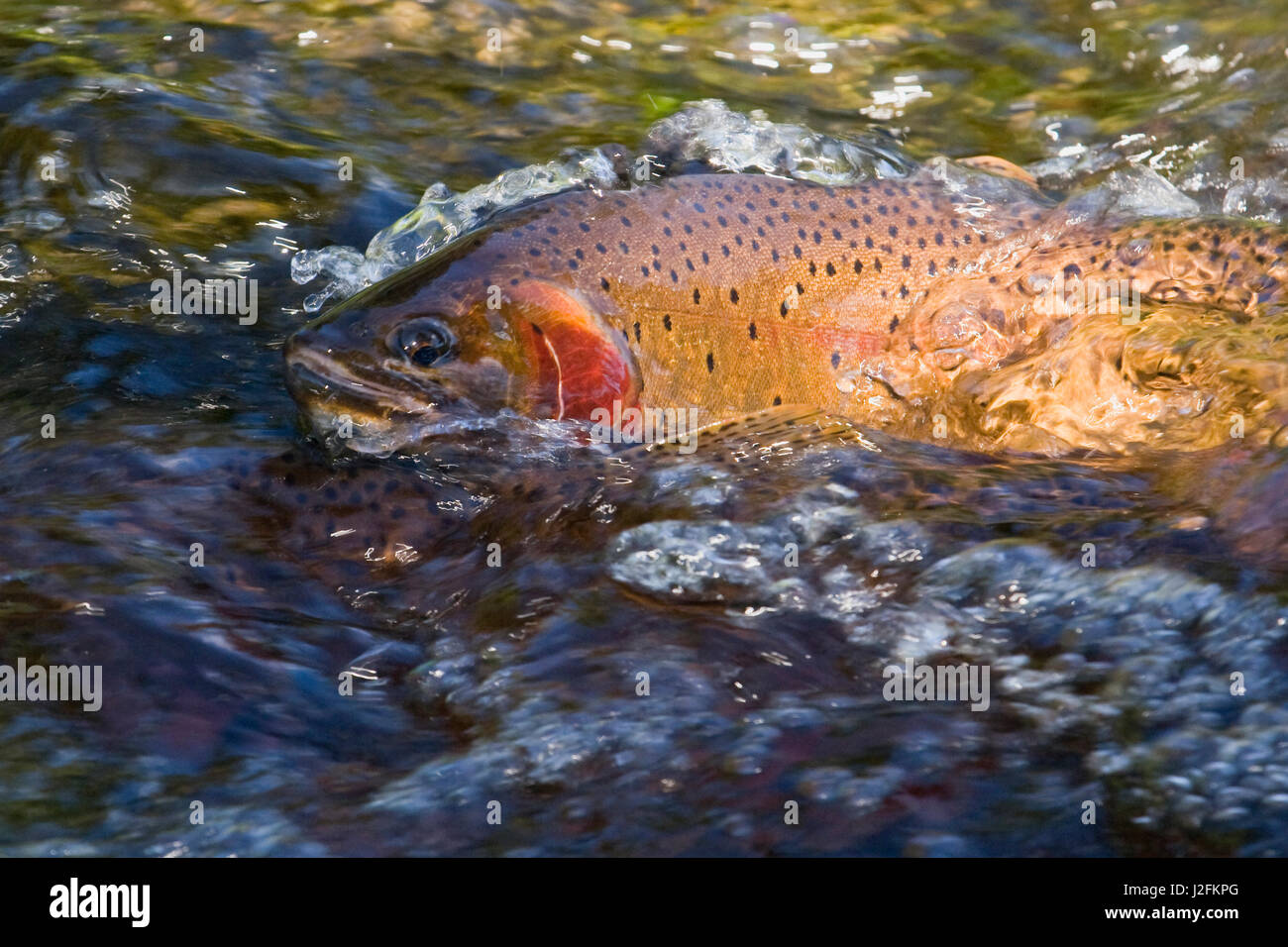 Yellowstone cutthroat trout hi-res stock photography and images - Alamy