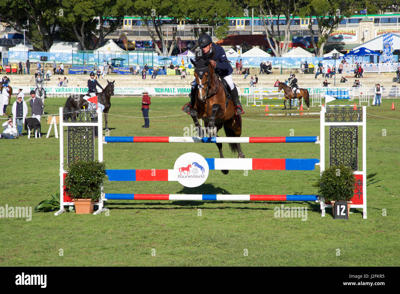 Claremont,WA,Australia-September 25,2016:Chestnut Brown horse with ...