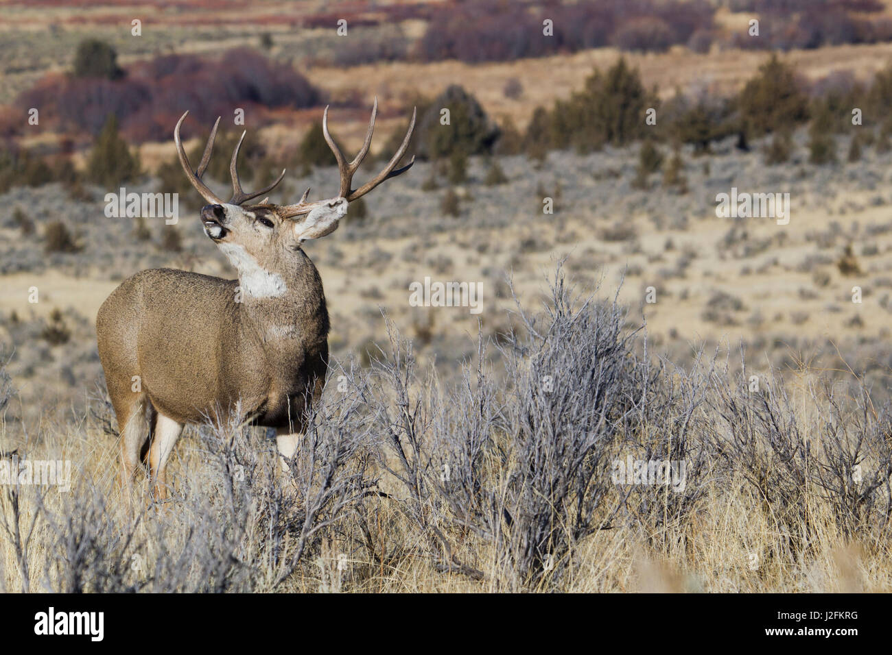 Rutting mule deer hi-res stock photography and images - Alamy