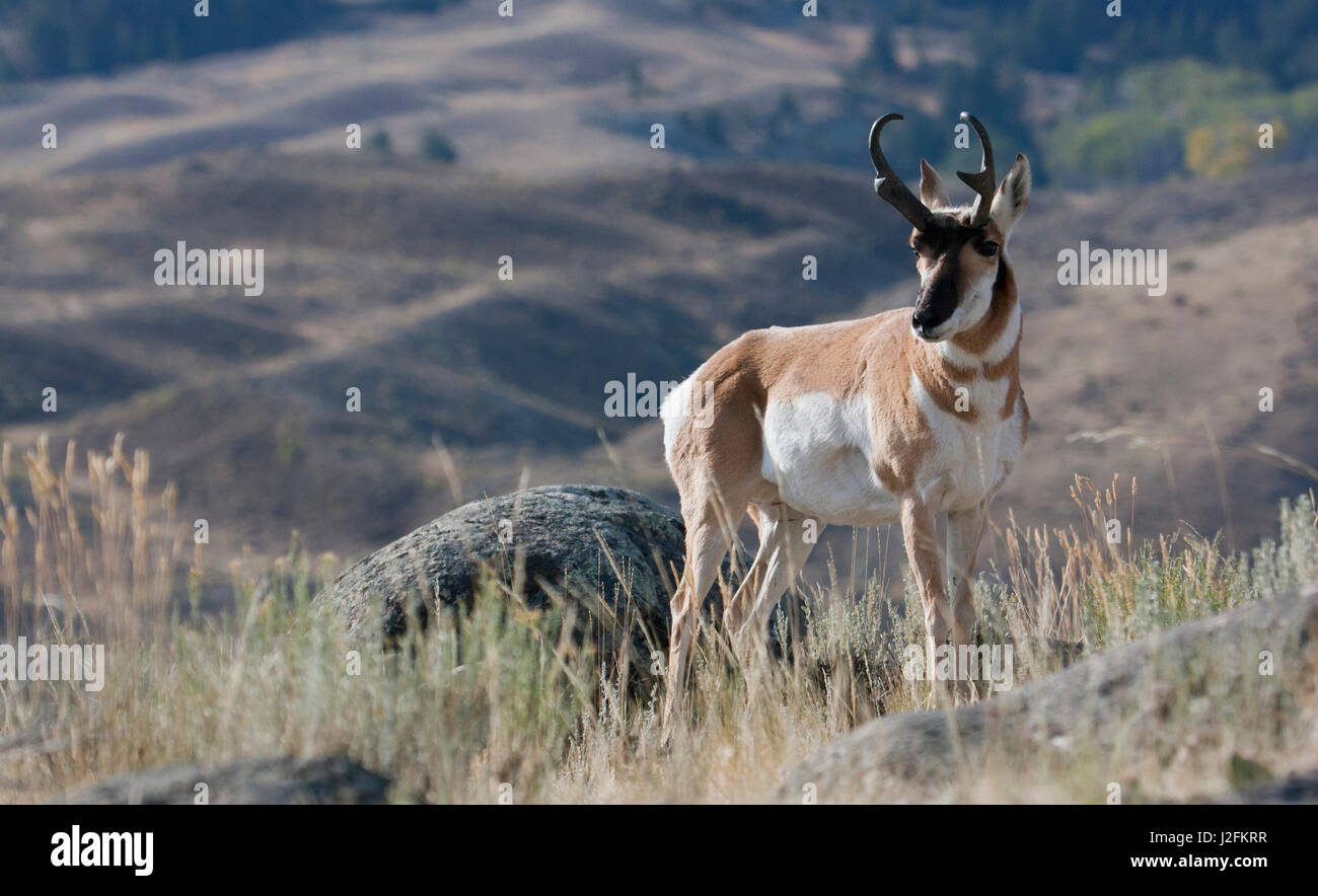 Pronghorn Antelope Buck Stock Photo - Alamy