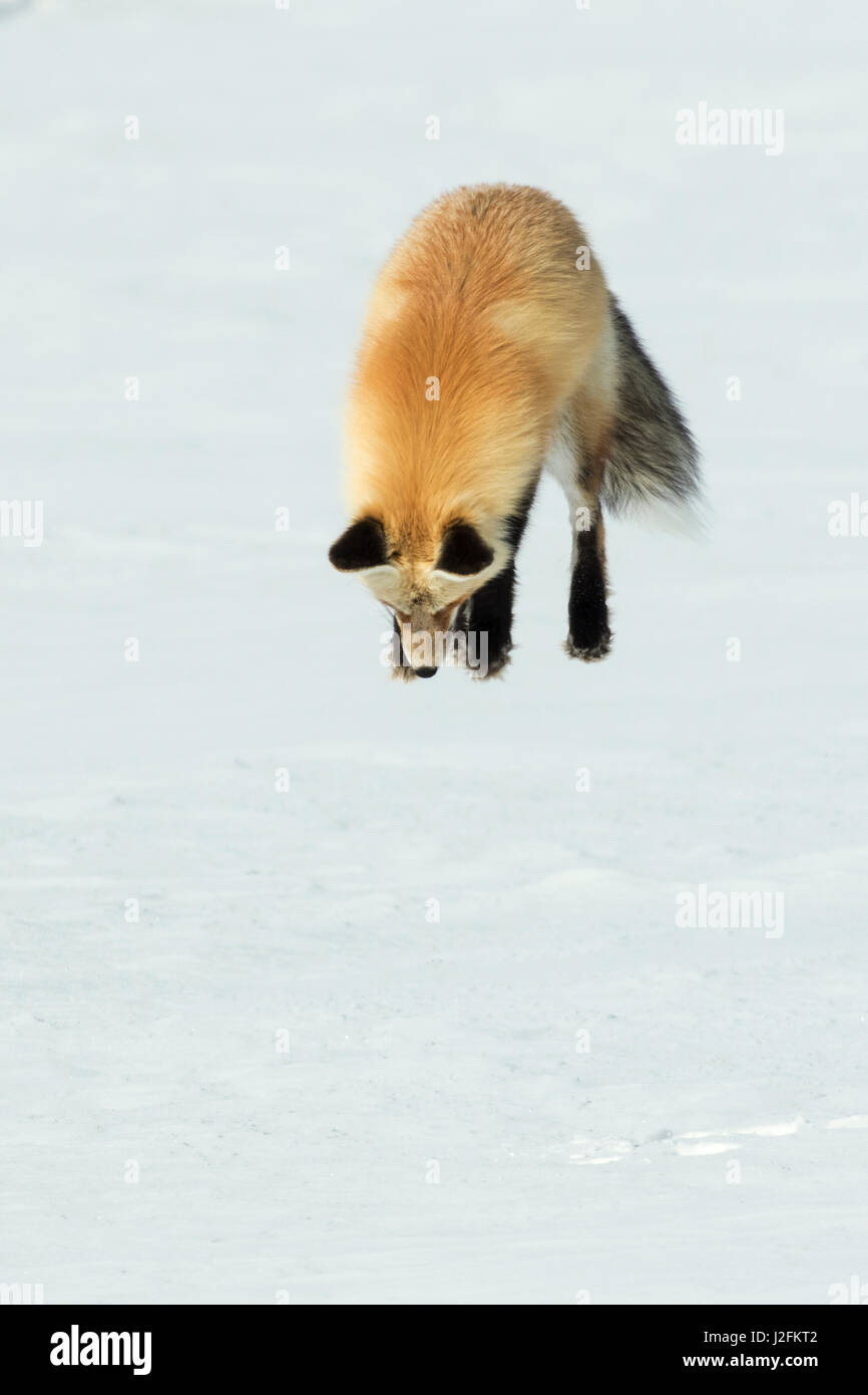 Red Fox Leaping Stock Photo - Alamy