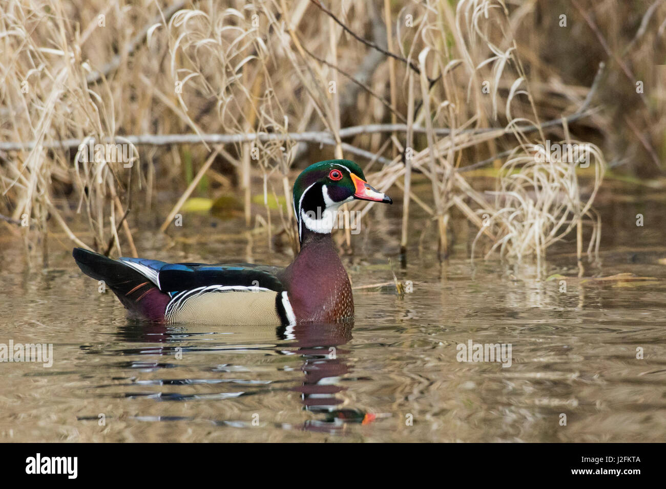 Wood Duck Drake Stock Photo - Alamy