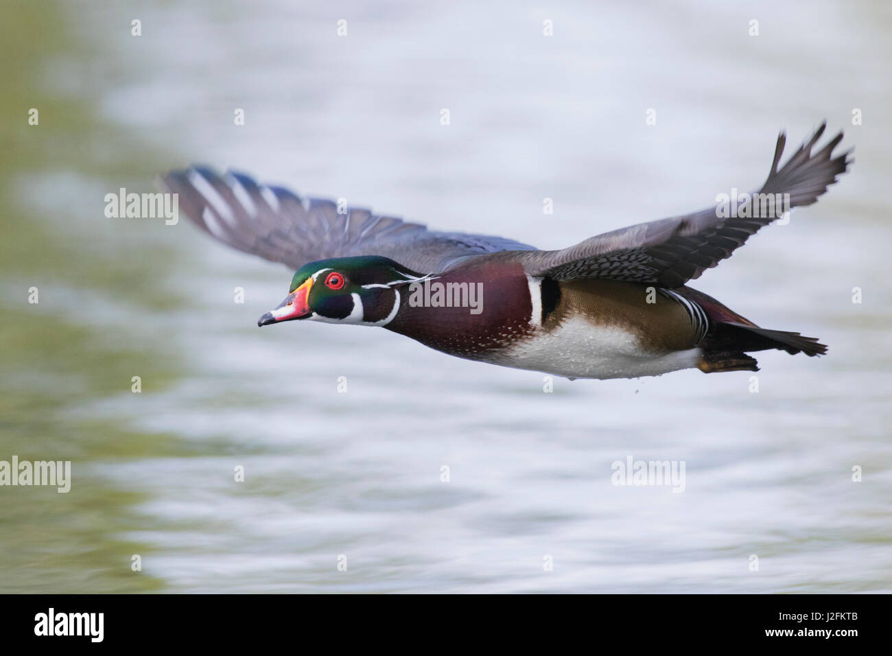 Drake wood duck in flight hi-res stock photography and images - Alamy