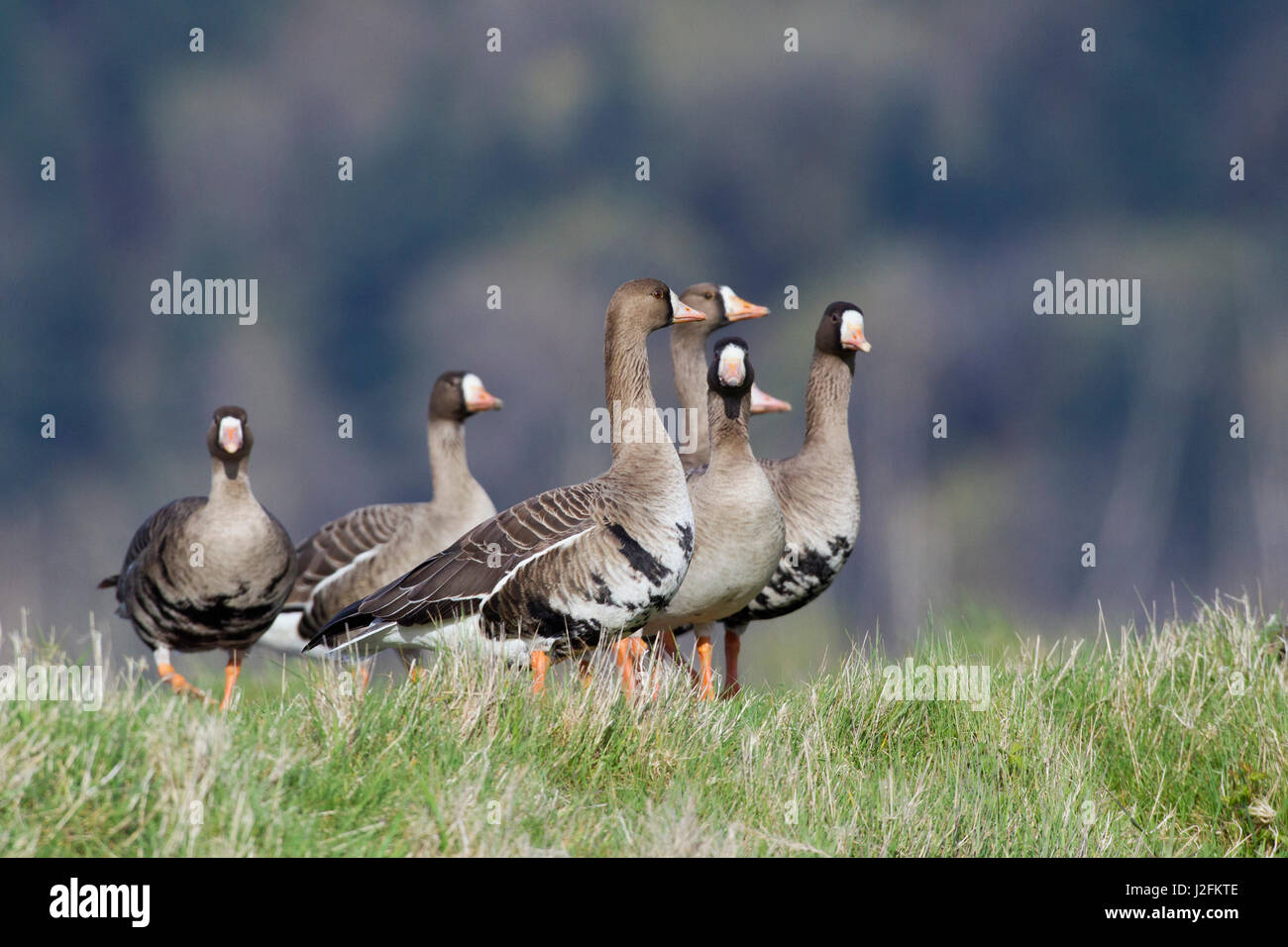 Greater White-fronted Geese Stock Photo - Alamy