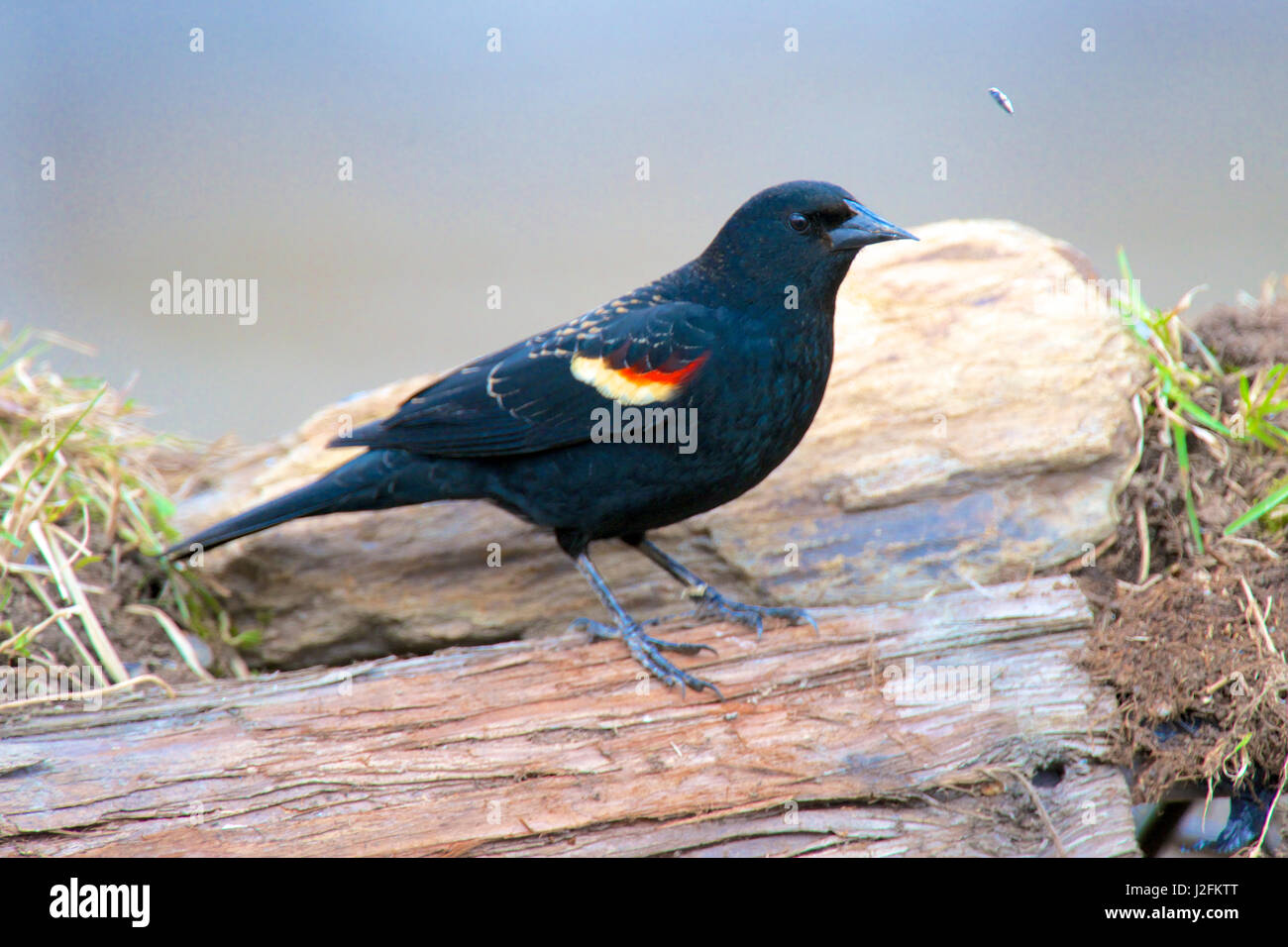 The red-winged blackbird (Agelaius phoeniceus). Male. (Large format ...