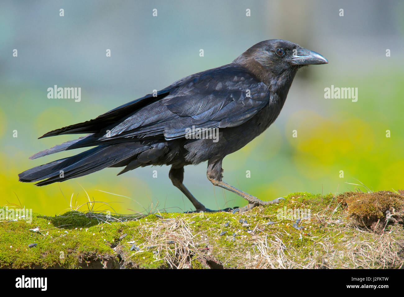 Large passerine bird hi-res stock photography and images - Alamy