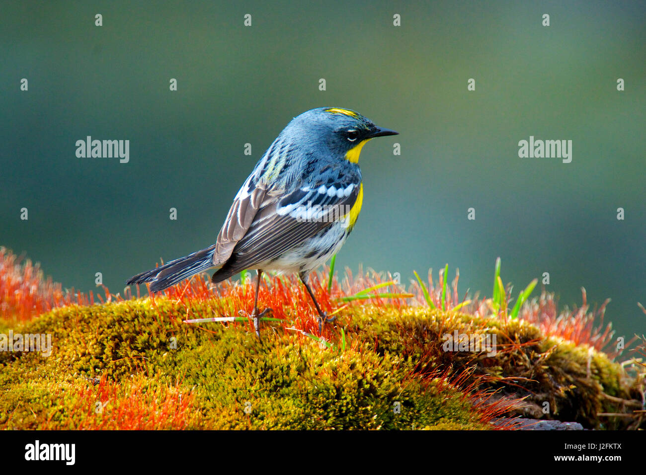 The Audubon's warbler (Setophaga auduboni or Setophaga coronata ...