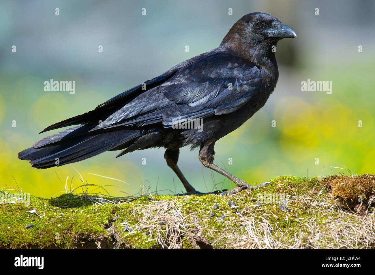 Large corvus brachyrhynchos hi-res stock photography and images - Alamy