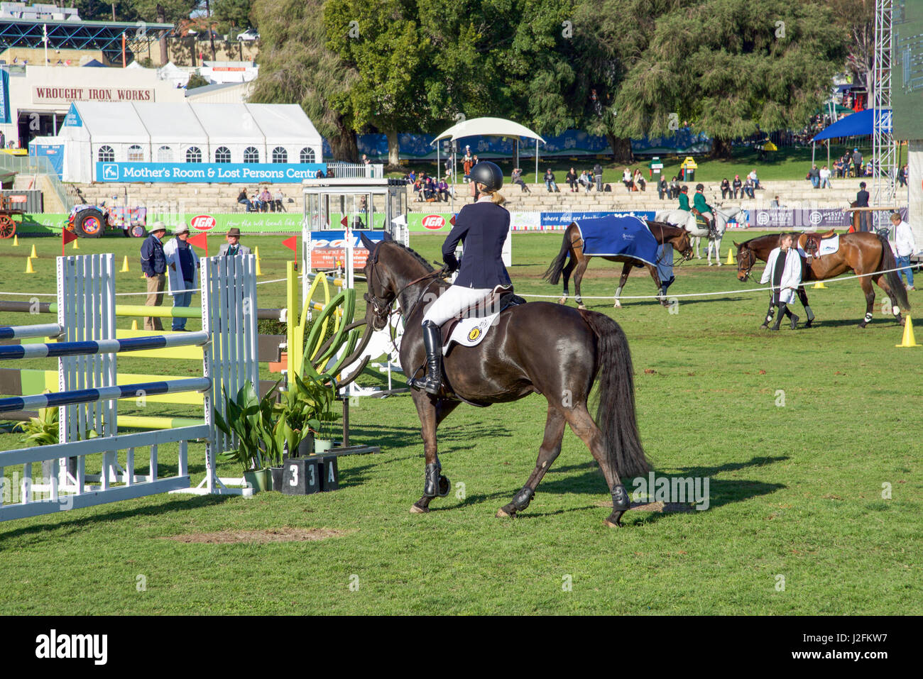 Claremont,WA,Australia-September 25,2016:Chestnut Brown horse with ...