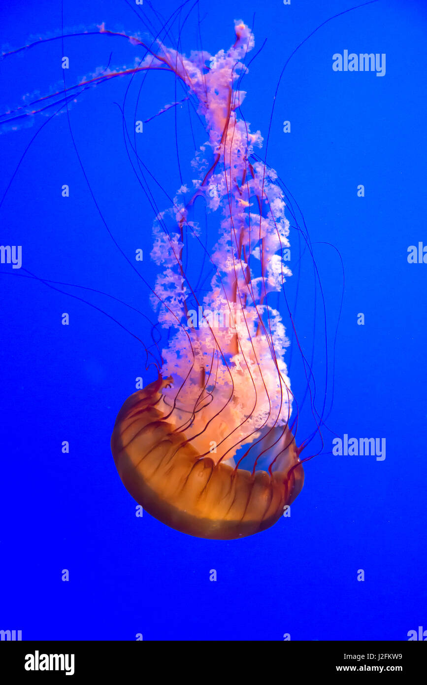 A lone jellyfish in deep blue water (Large format sizes available Stock ...
