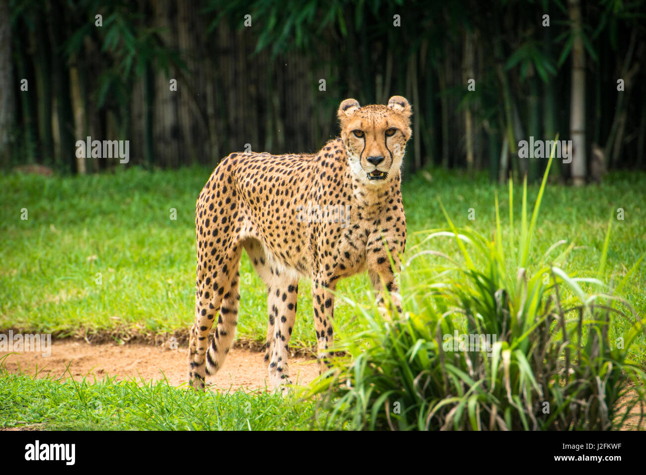 Cheetah standing intensely looking (Large format sizes available Stock ...