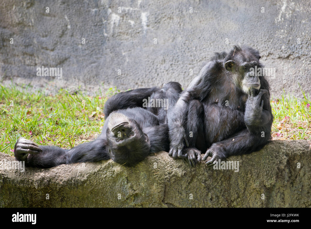 Two chimpanzees relaxing and sleeping (Large format sizes available ...