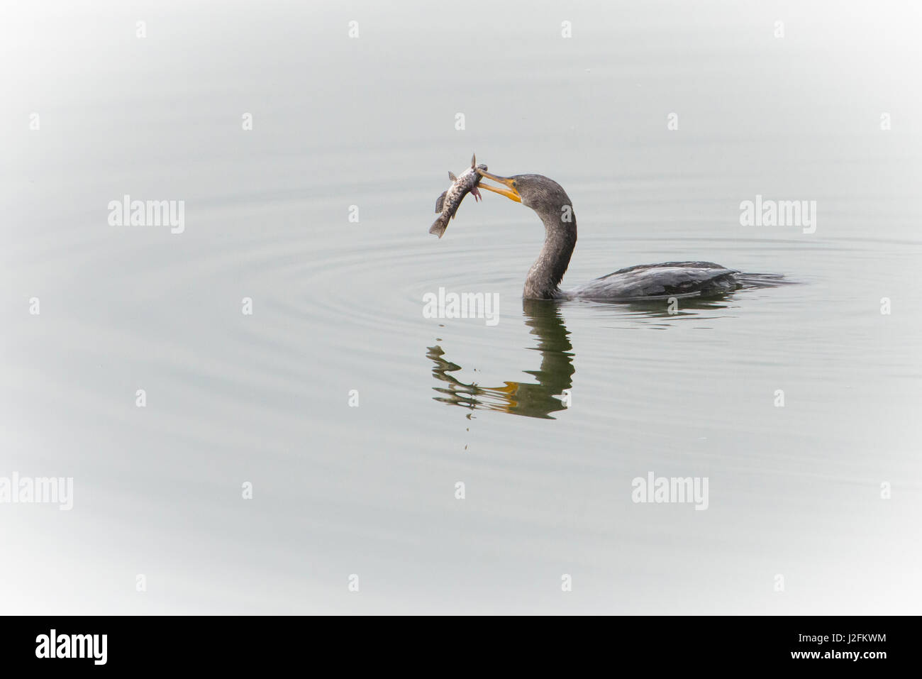 Swimming with a fish in its beak hi-res stock photography and images ...