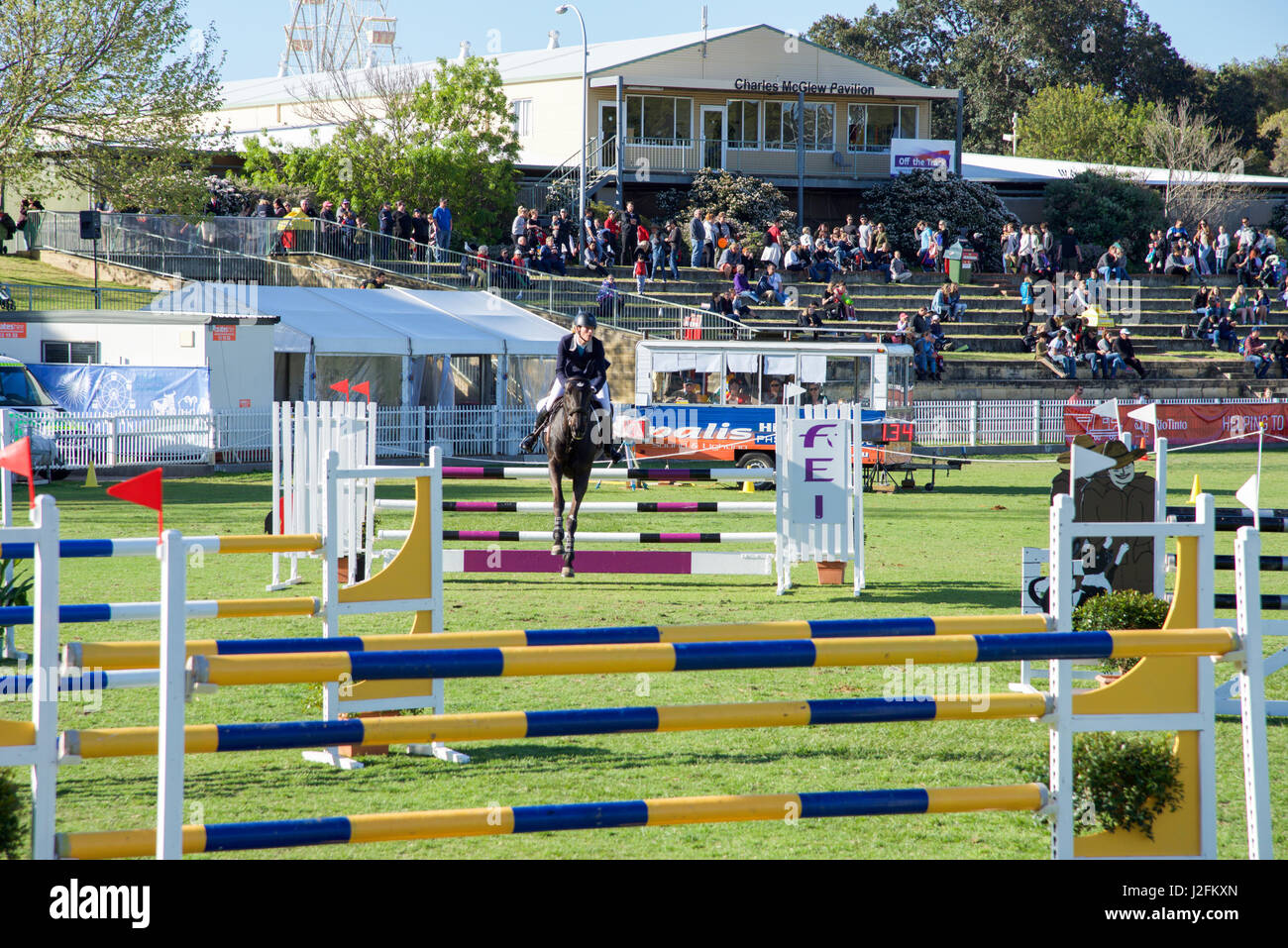 Claremont,WA,Australia-September 25,2016:Chestnut Brown horse with ...