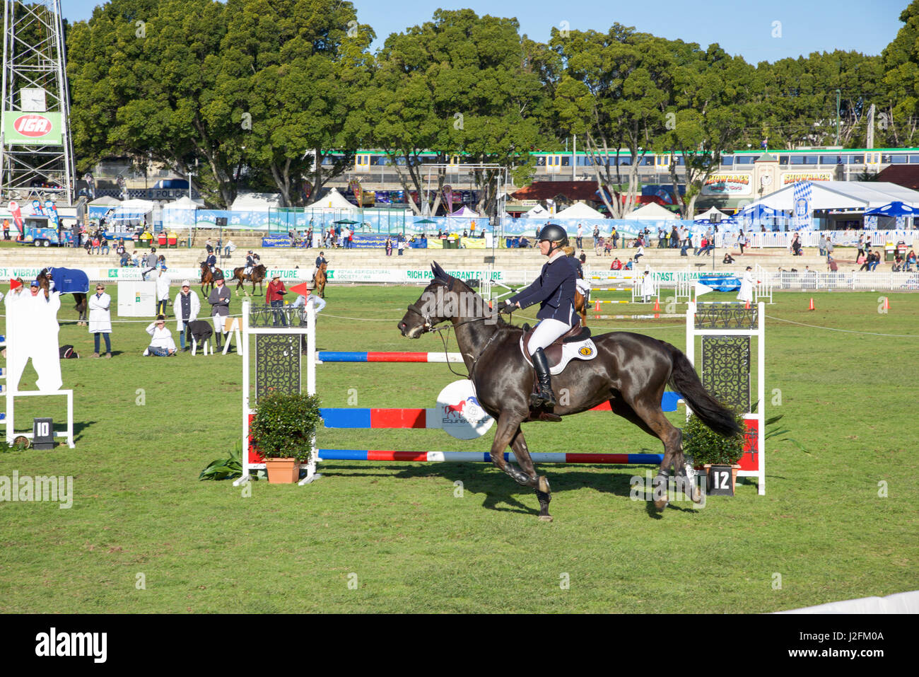 Claremont,WA,Australia-September 25,2016:Chestnut Brown horse with ...