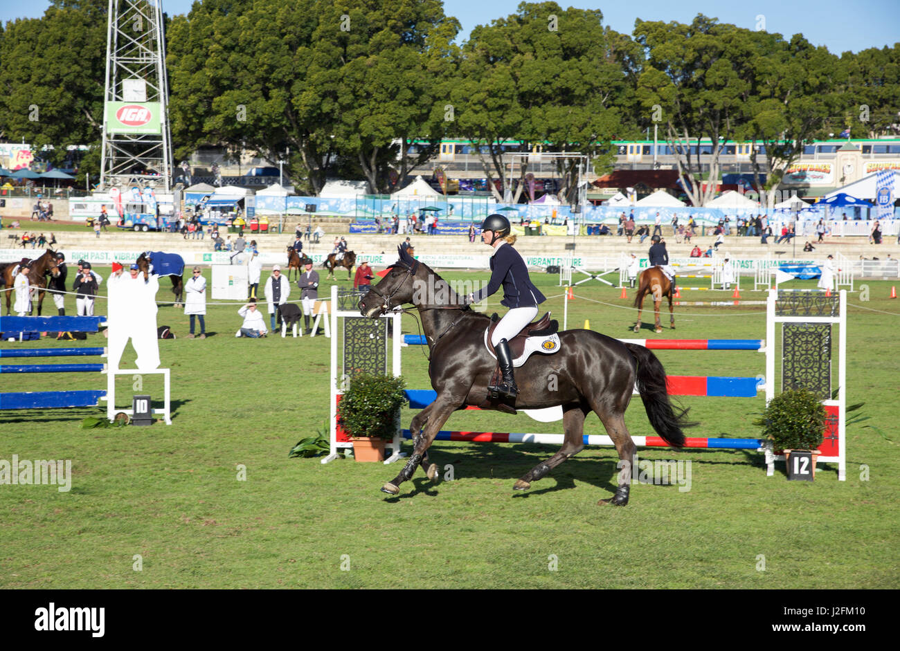 Claremont,WA,Australia-September 25,2016:Chestnut Brown horse with ...