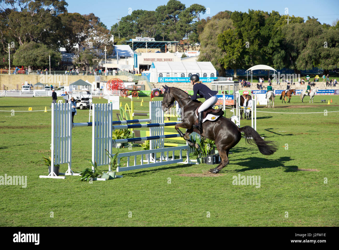 Claremont,WA,Australia-September 25,2016:Chestnut Brown horse with ...