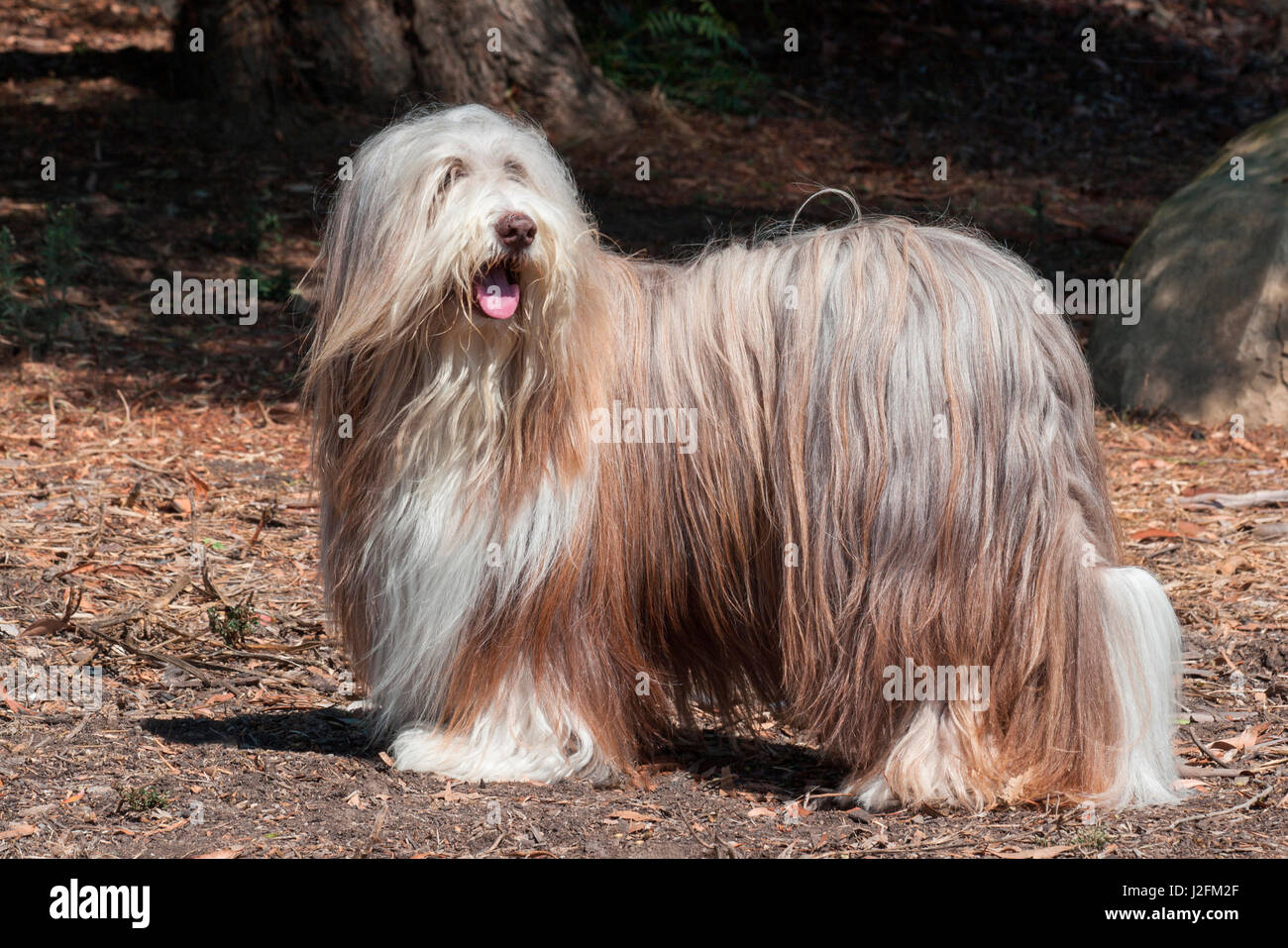 Bearded sheep hi-res stock photography and images - Alamy