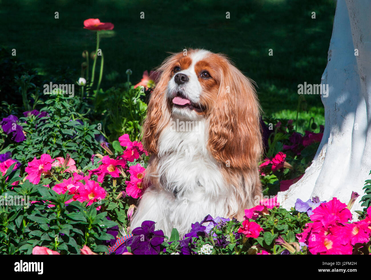 Spitz charles hi-res stock photography and images - Alamy