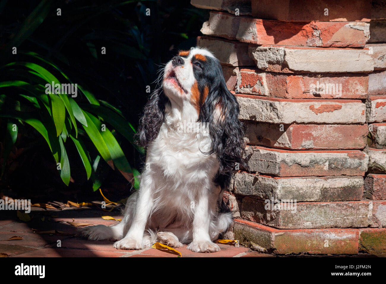 Spitz charles hi-res stock photography and images - Alamy