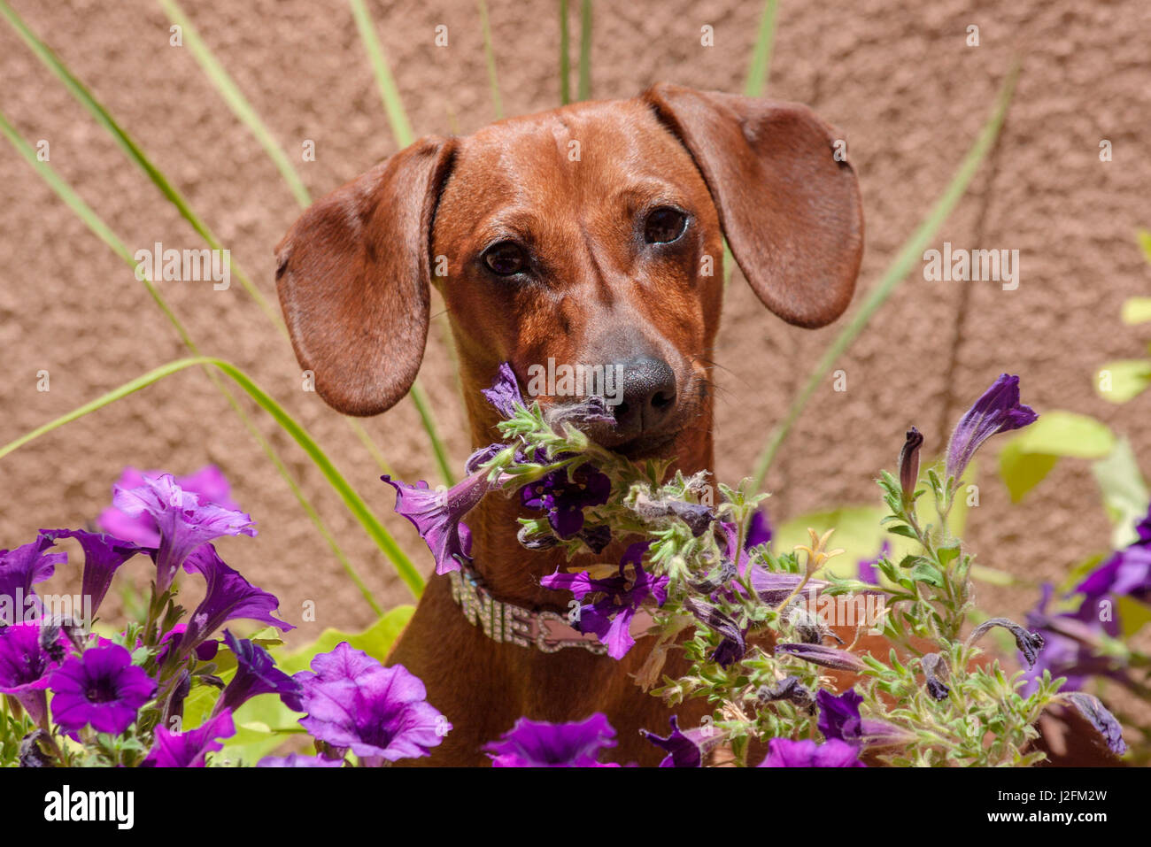 Doxen smelling the flowers Stock Photo - Alamy