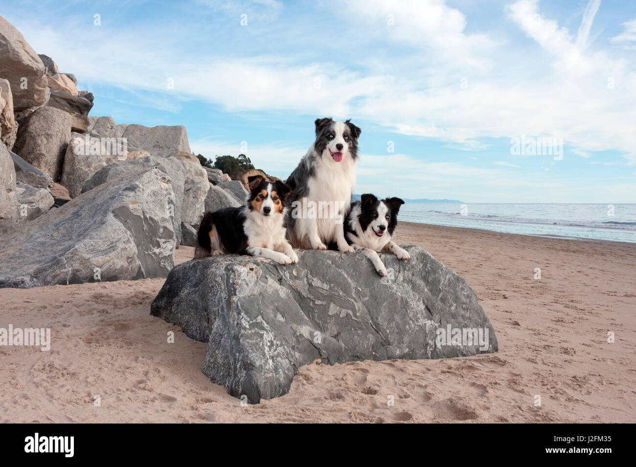 Three Border Collies on boulder at beach Stock Photo - Alamy