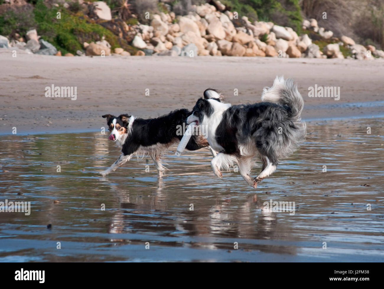Two Border Collies playing at the beach Stock Photo - Alamy