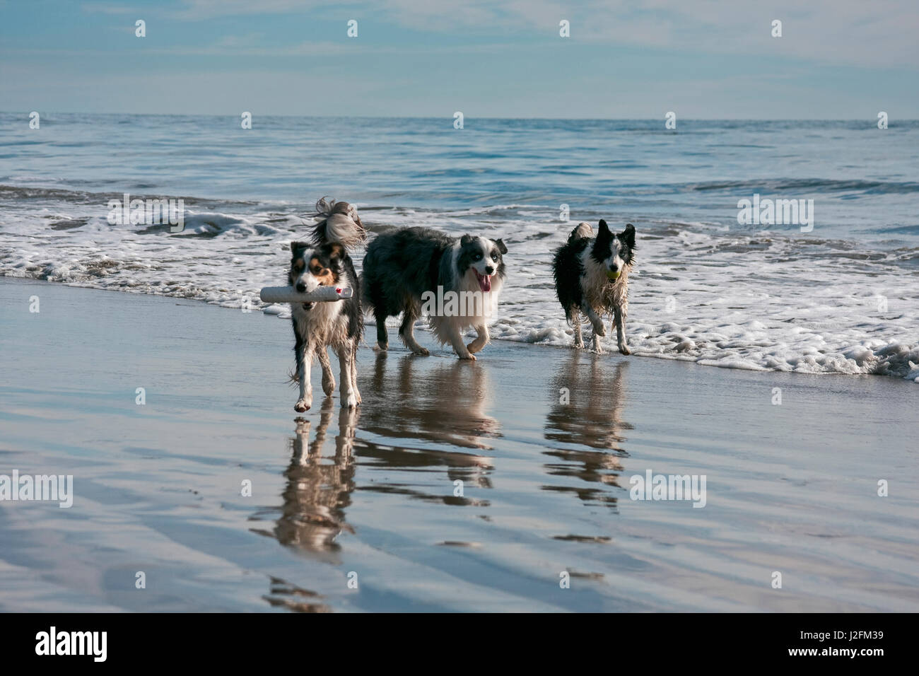 Three Border Collies playing at the beach Stock Photo - Alamy
