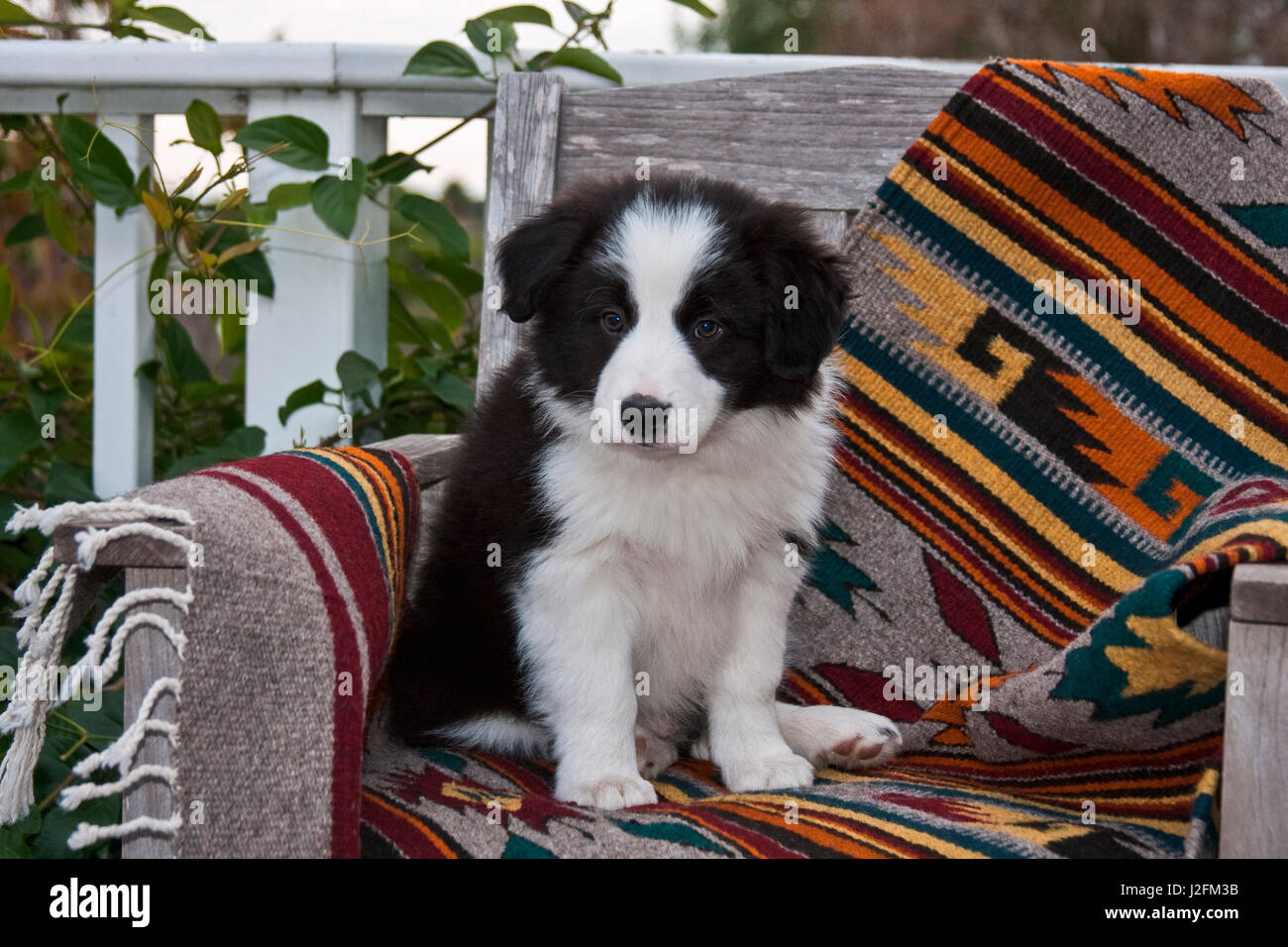 Black And White Spitz