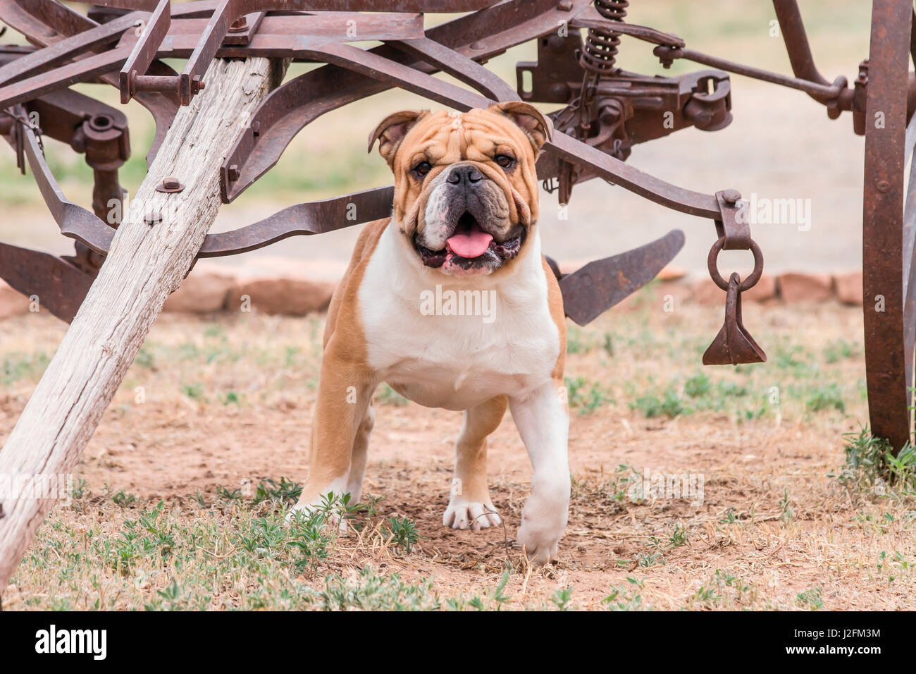 Bulldog in wagon hi-res stock photography and images - Alamy