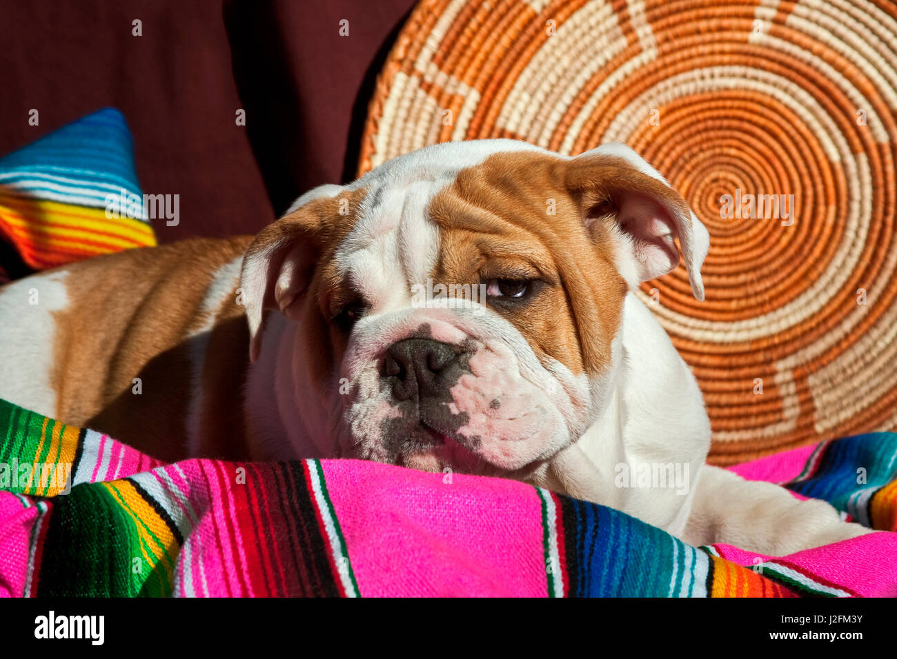 Indian spitz puppy hi-res stock photography and images - Alamy