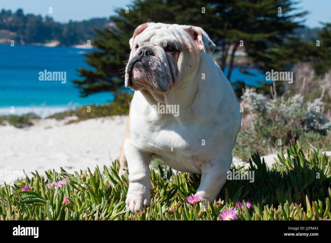 Bulldog sitting in Ice Plant at the beach Stock Photo - Alamy