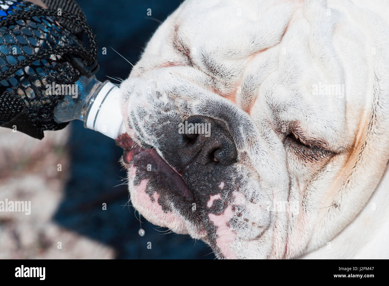 Bulldog drinking from water bottle Stock Photo - Alamy