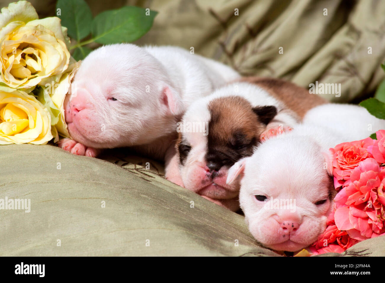 Newborn Bulldog Puppies lying on a blanket (MR Stock Photo - Alamy