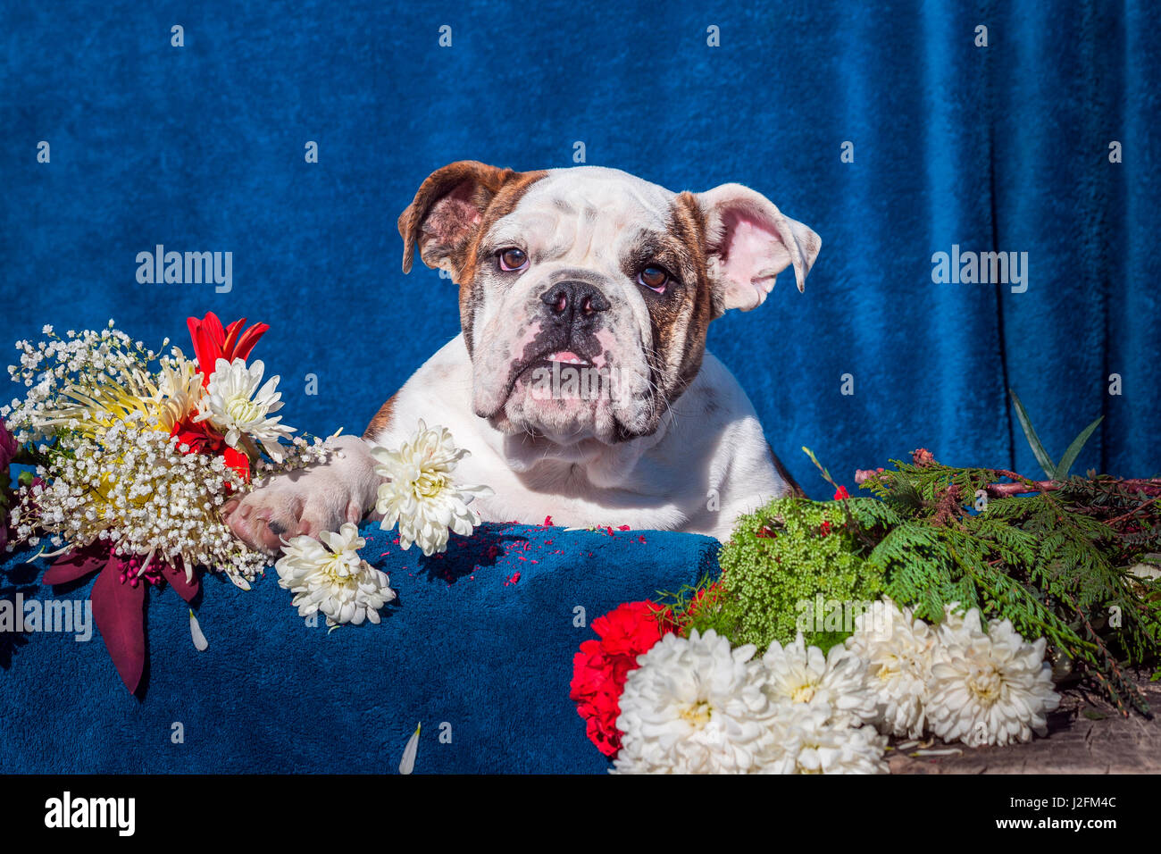 Bulldog Puppy with flowers (MR Stock Photo - Alamy