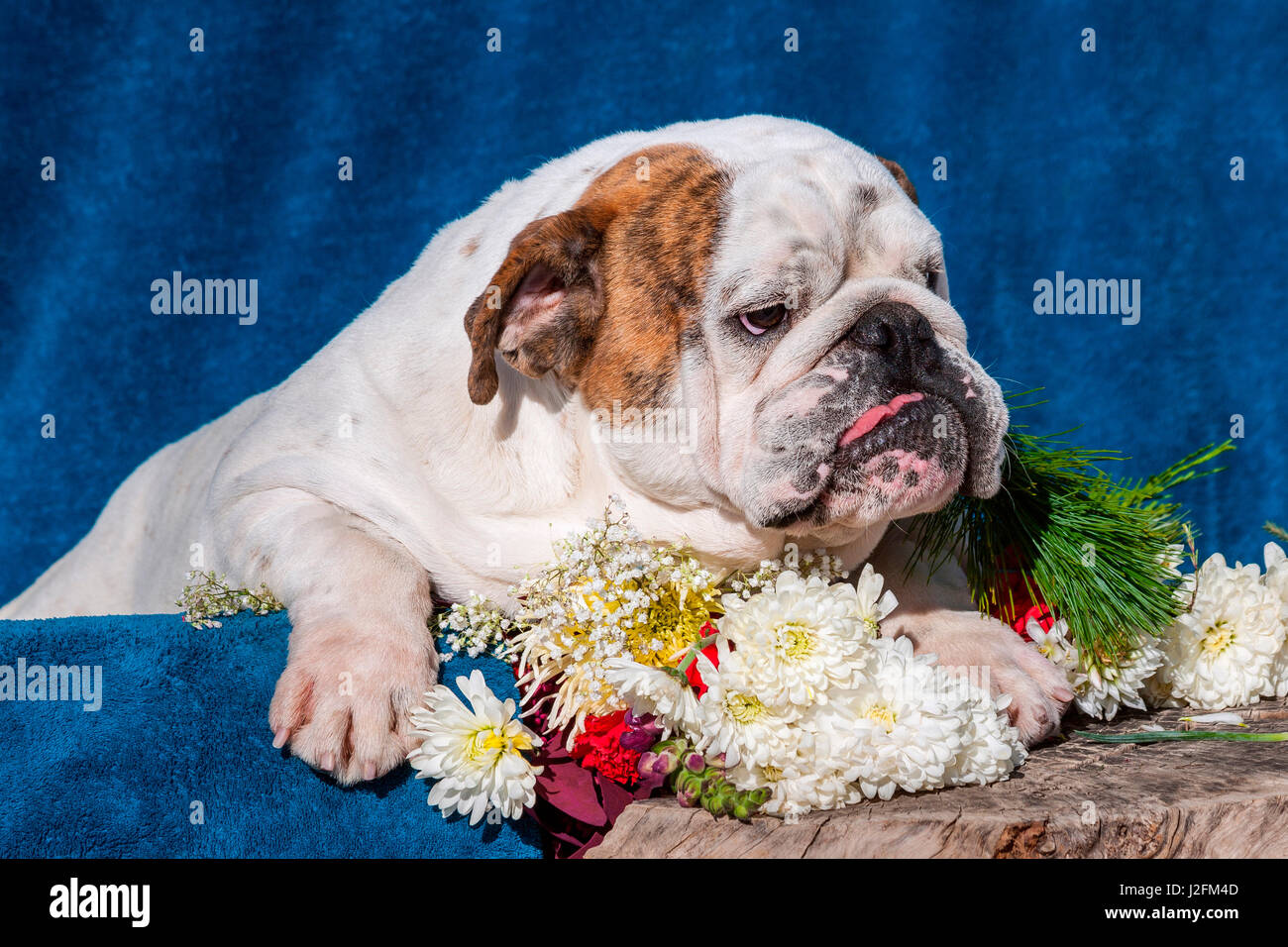 Bulldog with flowers (MR Stock Photo - Alamy