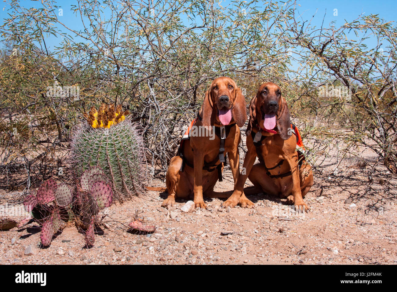Search and Rescue Bloodhounds in the Sonoran Desert (MR Stock Photo - Alamy