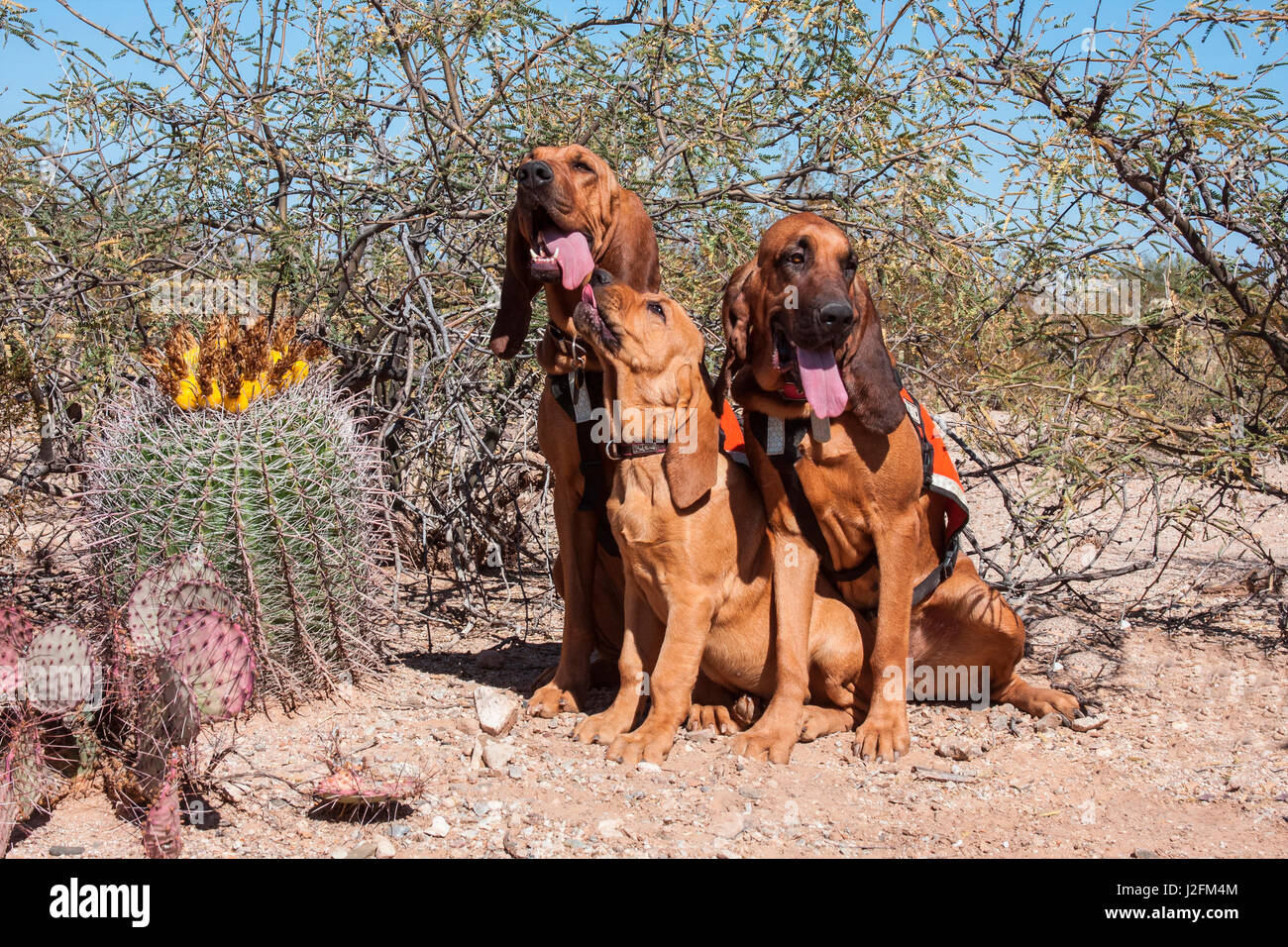 Search and Rescue Bloodhounds in the Sonoran Desert (MR Stock Photo - Alamy