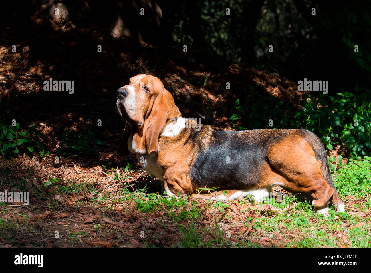 Basset Hound standing under Redwood Tree (MR Stock Photo - Alamy