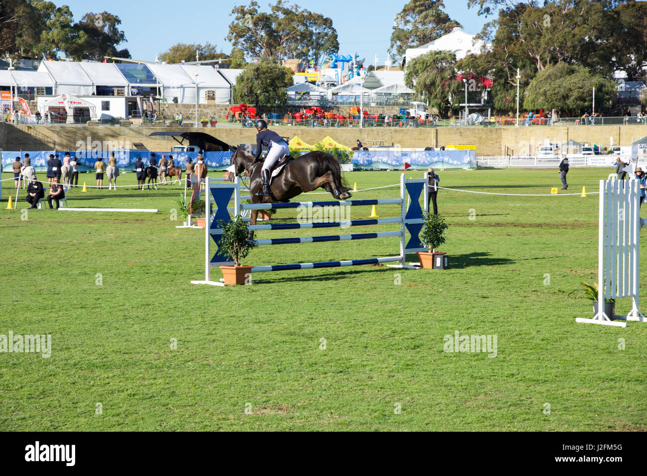Claremont,WA,Australia-September 25,2016:Chestnut Brown horse with ...