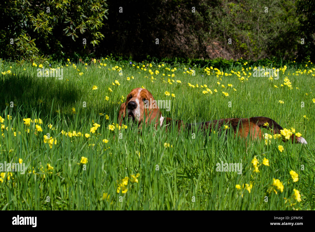 Basset Hound in Springtime grasses (MR Stock Photo - Alamy