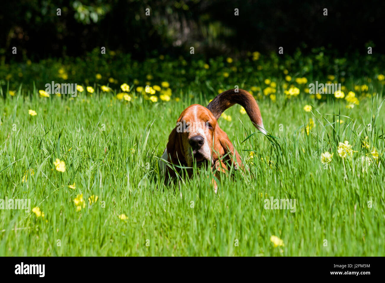 Basset Hound in Springtime grasses (MR Stock Photo - Alamy