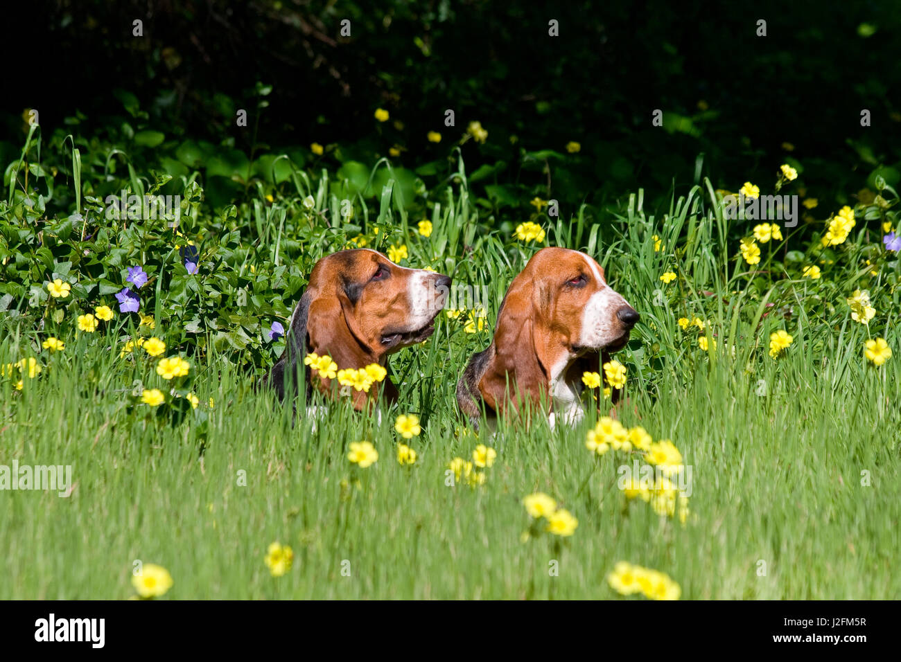 Two basset hounds hi-res stock photography and images - Alamy
